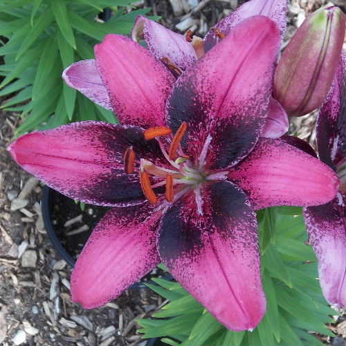 Lily Bulbs