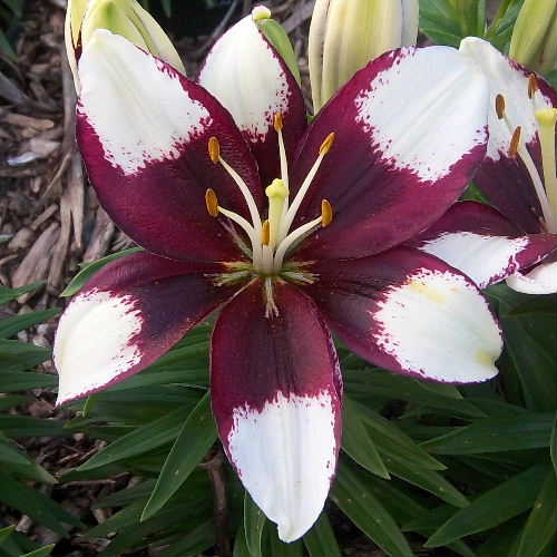 Lily Bulbs